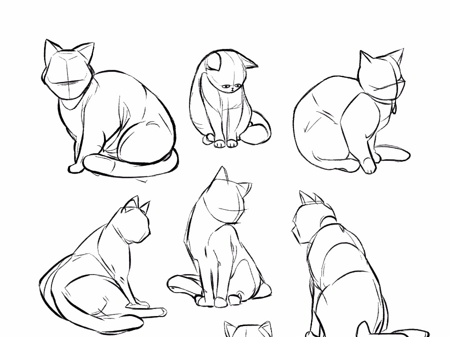 猫咪姿态结构表现_Zora_Hao-站酷ZCOOL