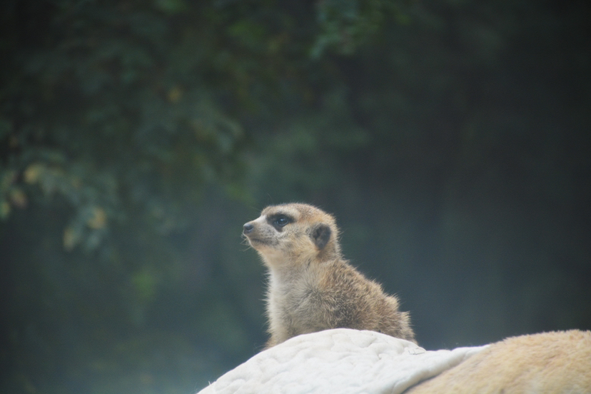 南京红山动物园｜细尾獴_獭獭Kawauso-站酷ZCOOL