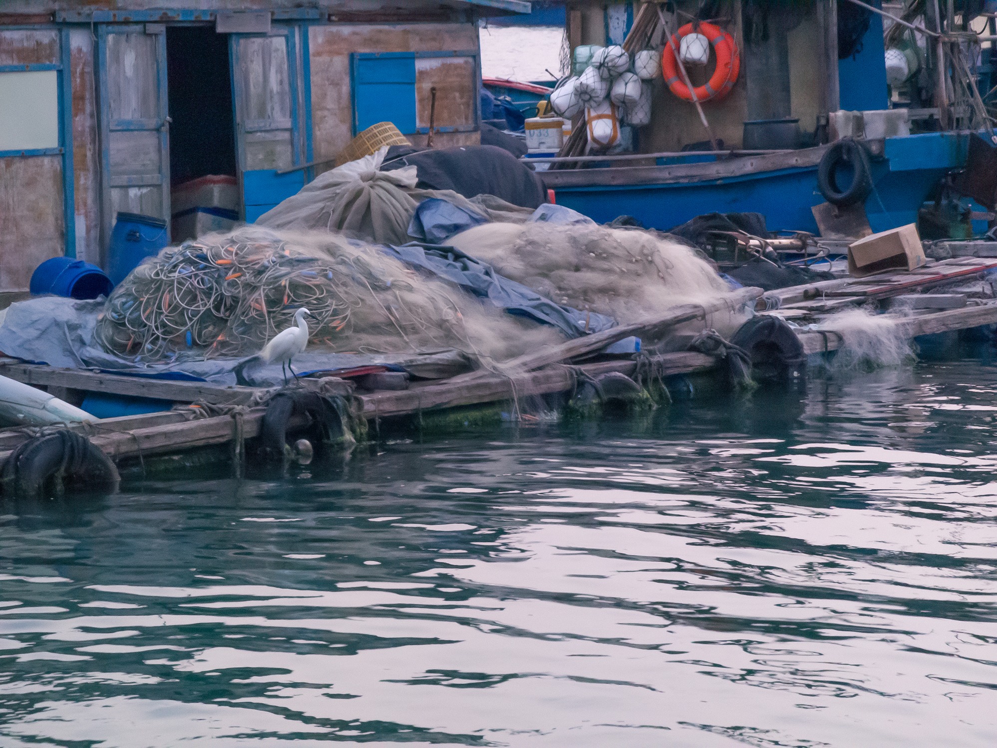 观察等待捕鱼的白鹭_good_dennis-站酷ZCOOL