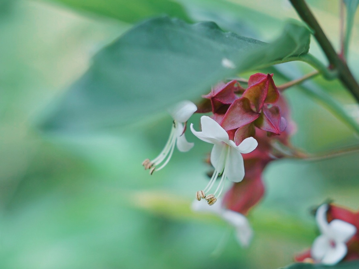 乡下的小野花_TYX萱儿-站酷ZCOOL