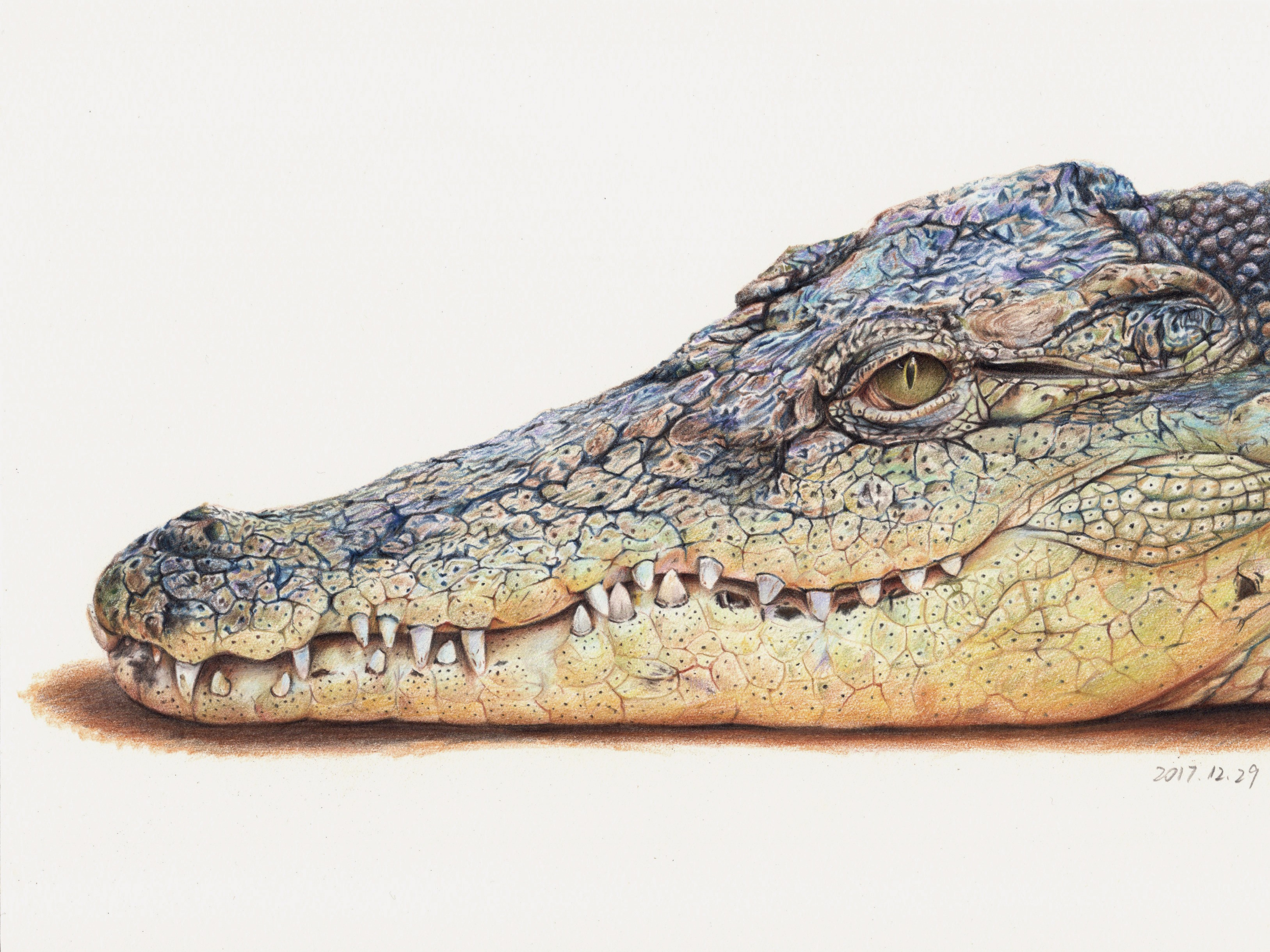 彩铅画《鳄鱼》_樊晓闻xiaoW-站酷ZCOOL