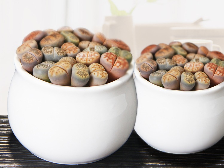 盆栽详情页_pollchan-站酷ZCOOL