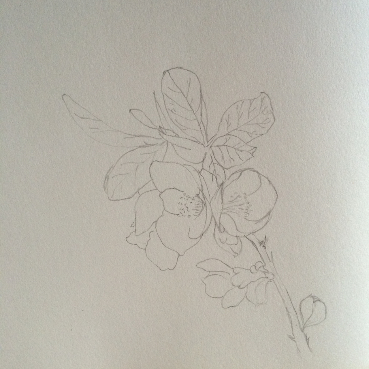 sasa画片集-植物时光-小果海棠 手绘彩铅_南小南-站酷ZCOOL