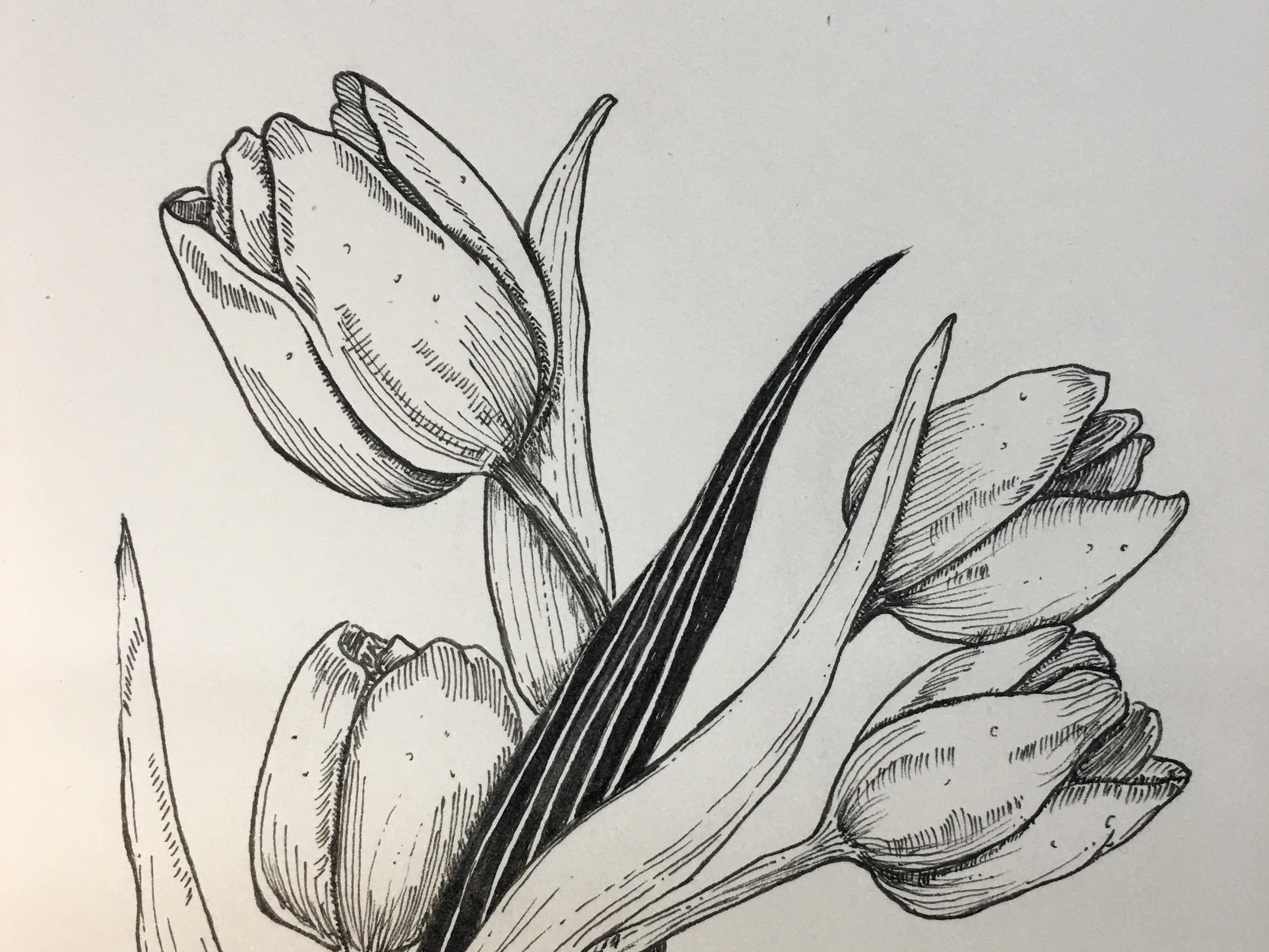 针管笔系列临摹-花-20210104_apus_2005-站酷ZCOOL