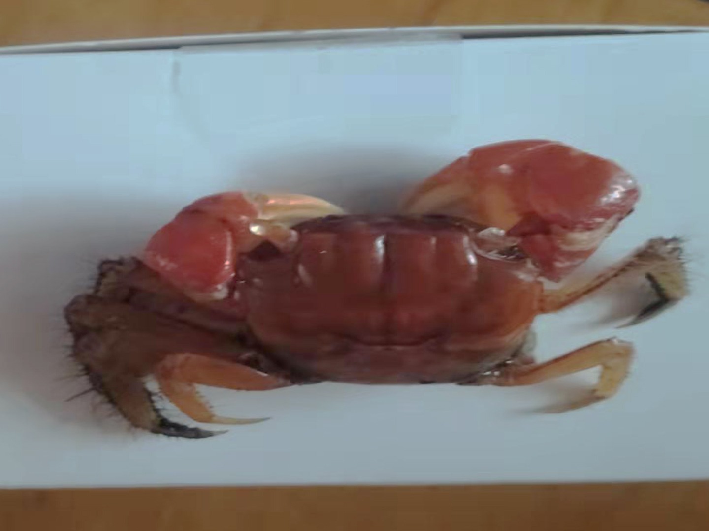 蜕壳_mournyou-站酷ZCOOL