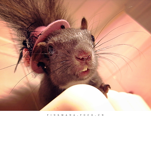 lady lala_pinkmana-站酷ZCOOL