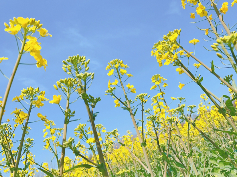 春日花正开_半仙大话Melody-站酷ZCOOL