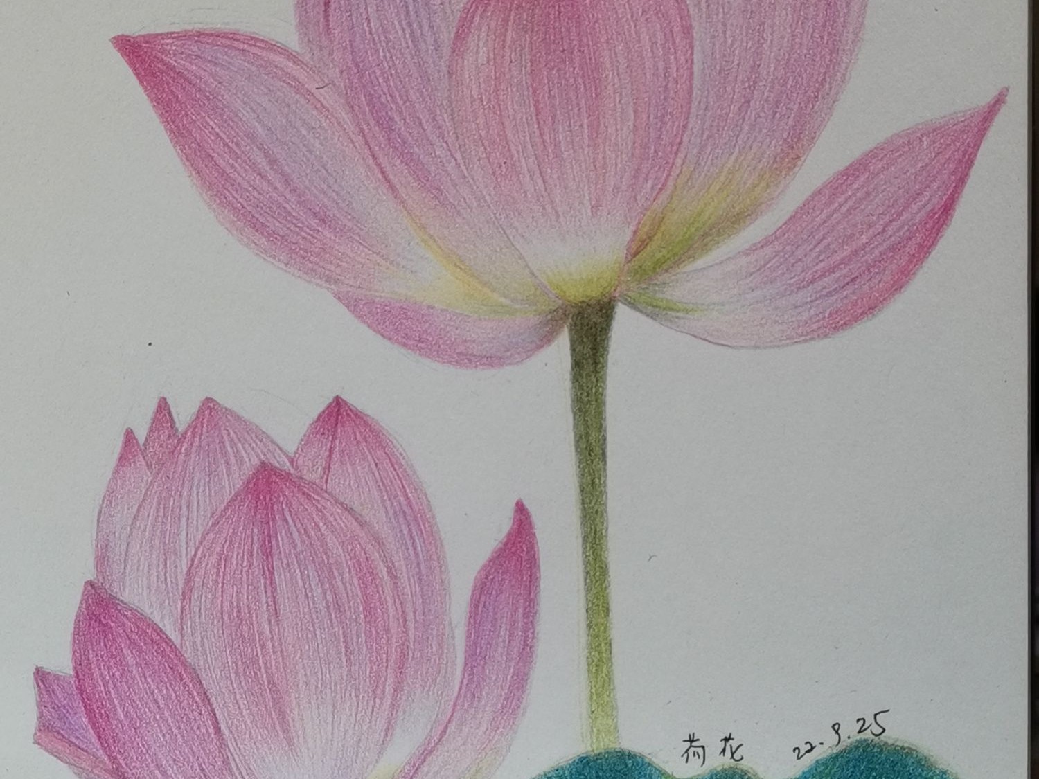 彩铅画—荷花_空白321-站酷ZCOOL