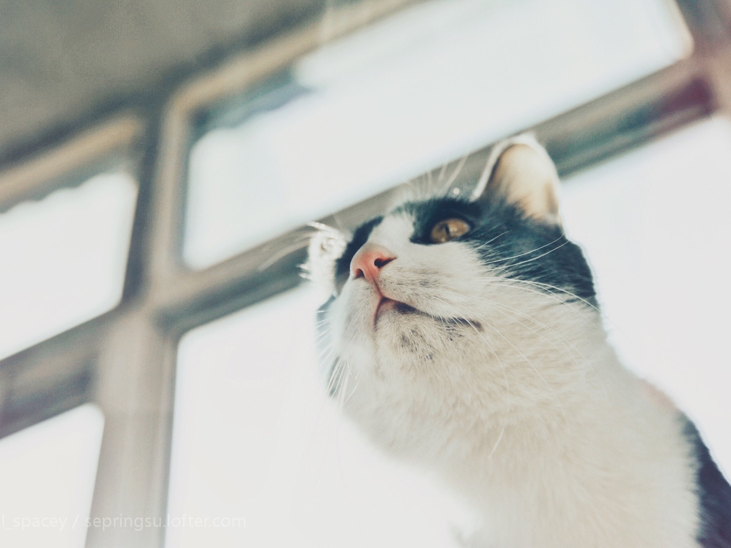 猫cat_sepringsu-站酷ZCOOL