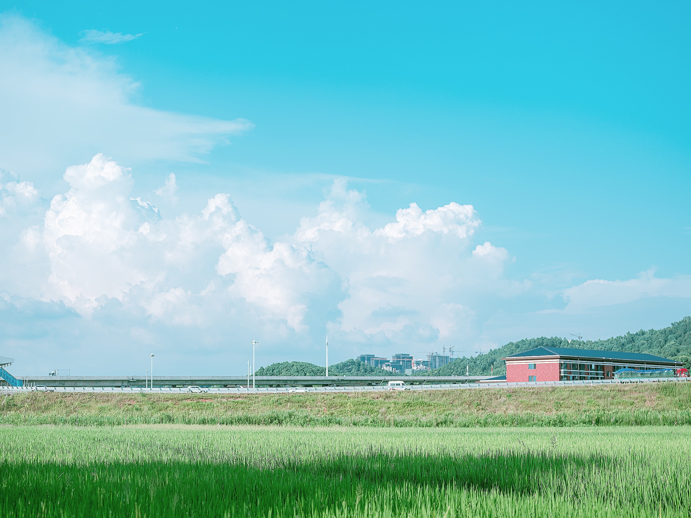 遇见宫崎骏的稻田~_唤醒Alan-站酷ZCOOL