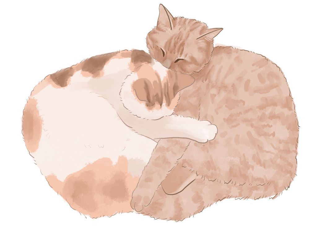 猫咪_落颜yan-站酷ZCOOL