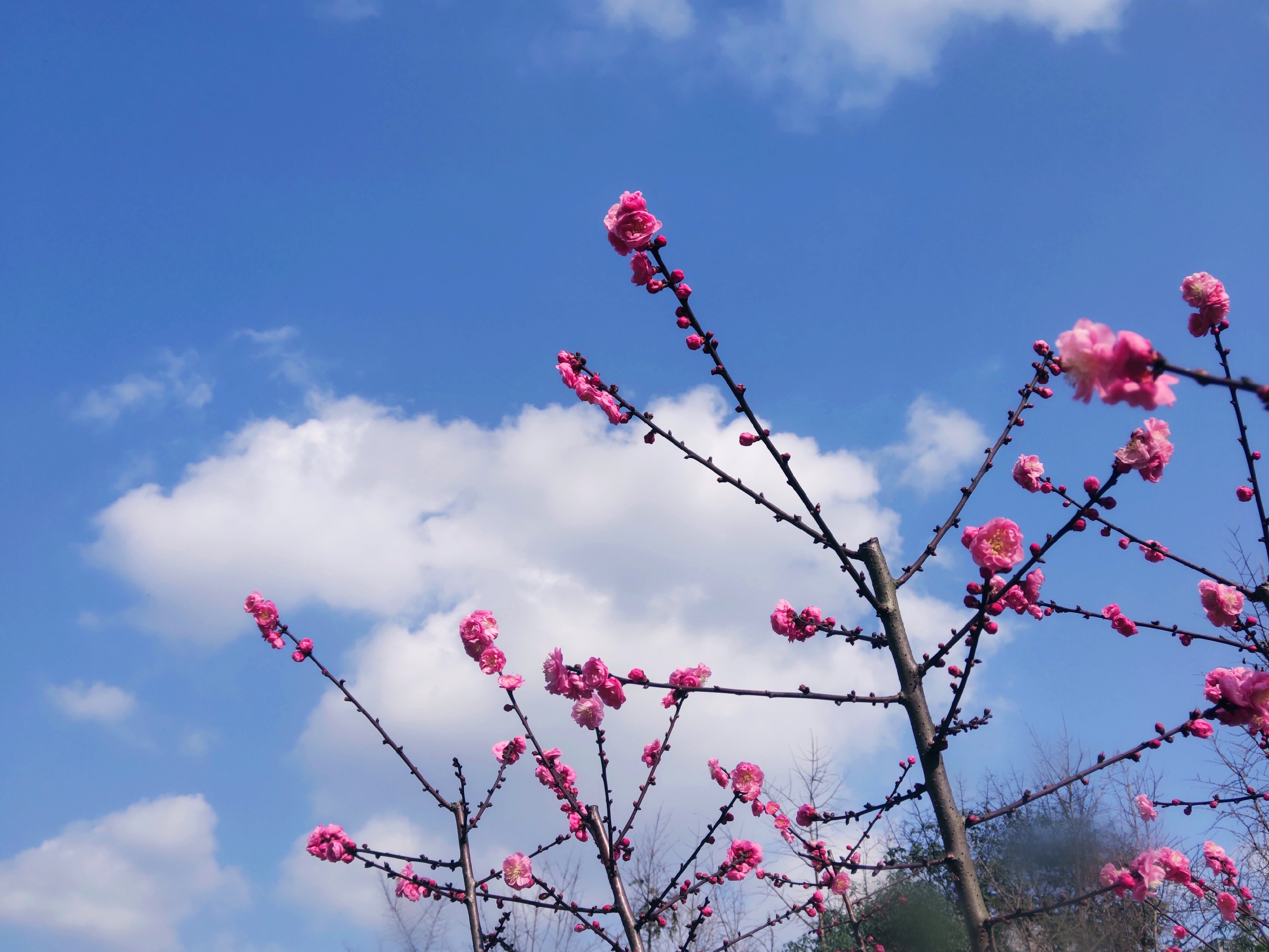 2020的第一抹春_Wei未里-站酷ZCOOL