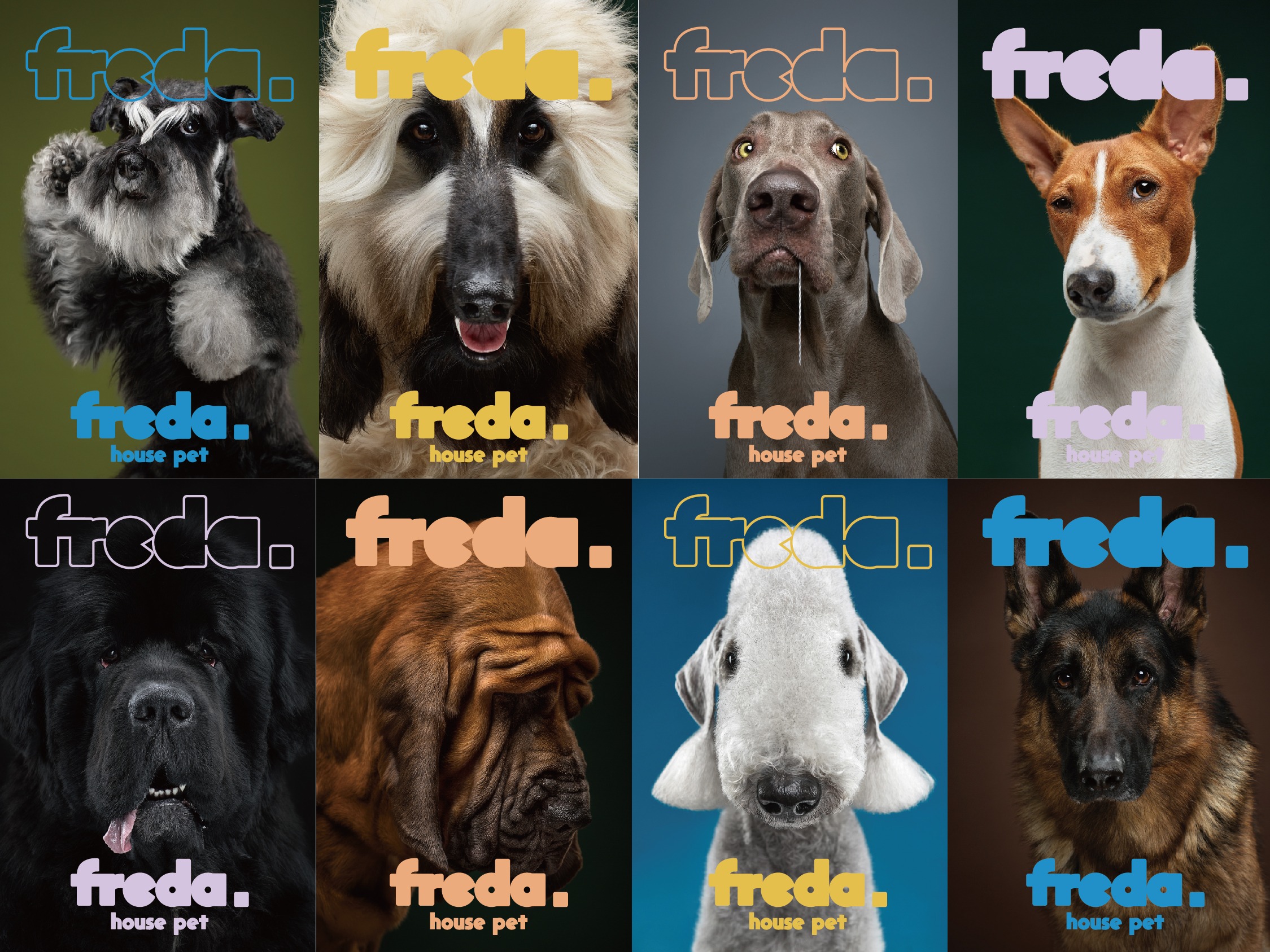 freda宠物_小TAN-站酷ZCOOL