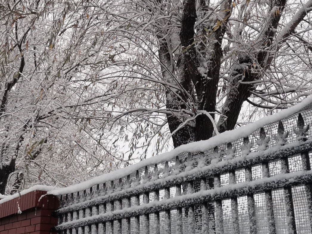 树花_黛黛黛黛-站酷ZCOOL