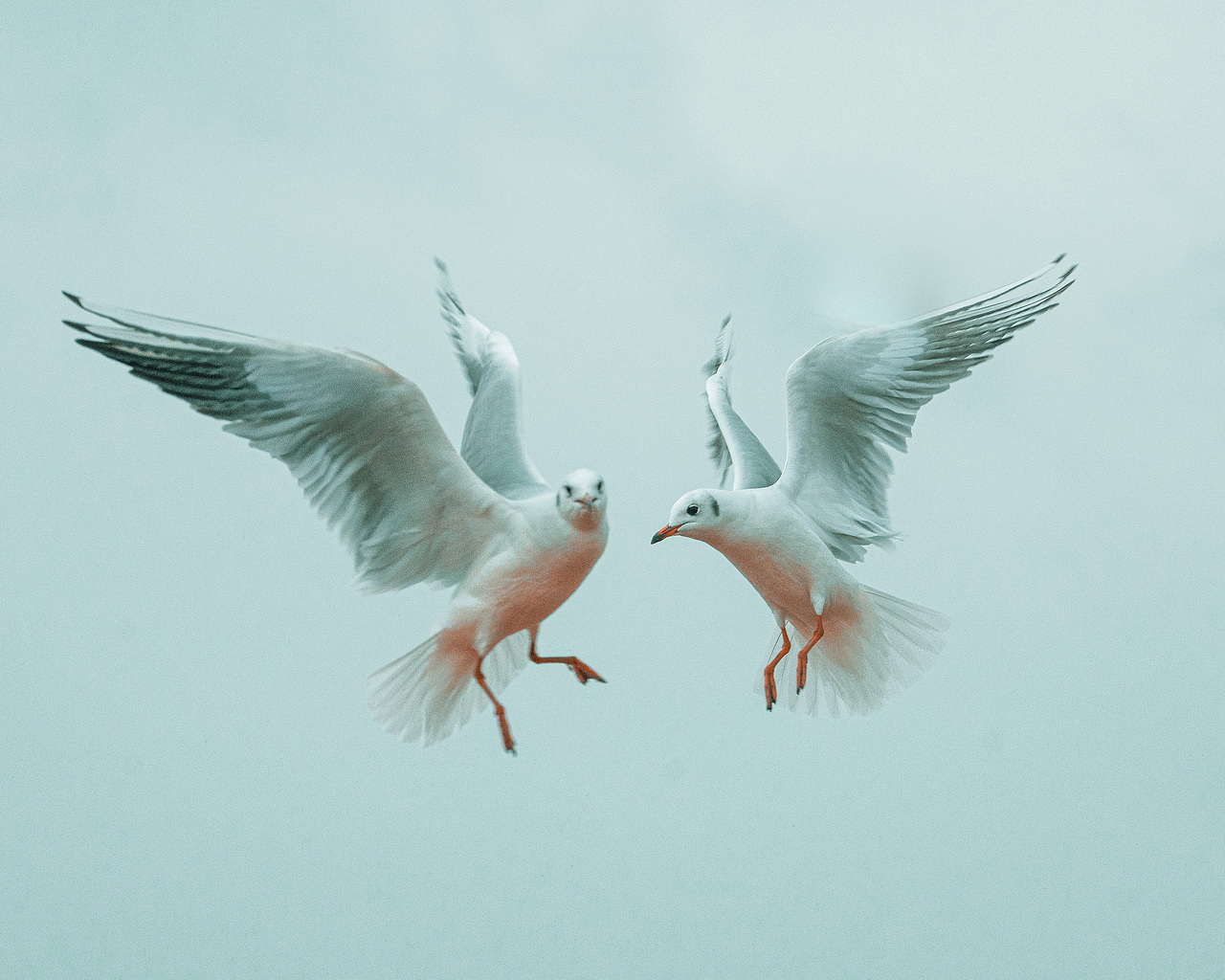 云南玉溪红沙滩海鸟迁徙_拾光朝圣者-站酷ZCOOL