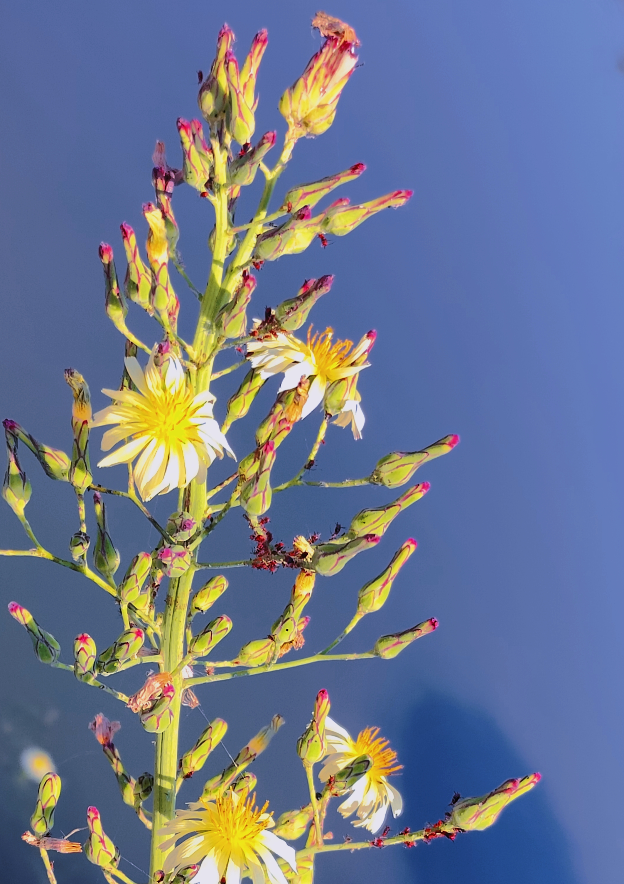 花_spot2-站酷ZCOOL