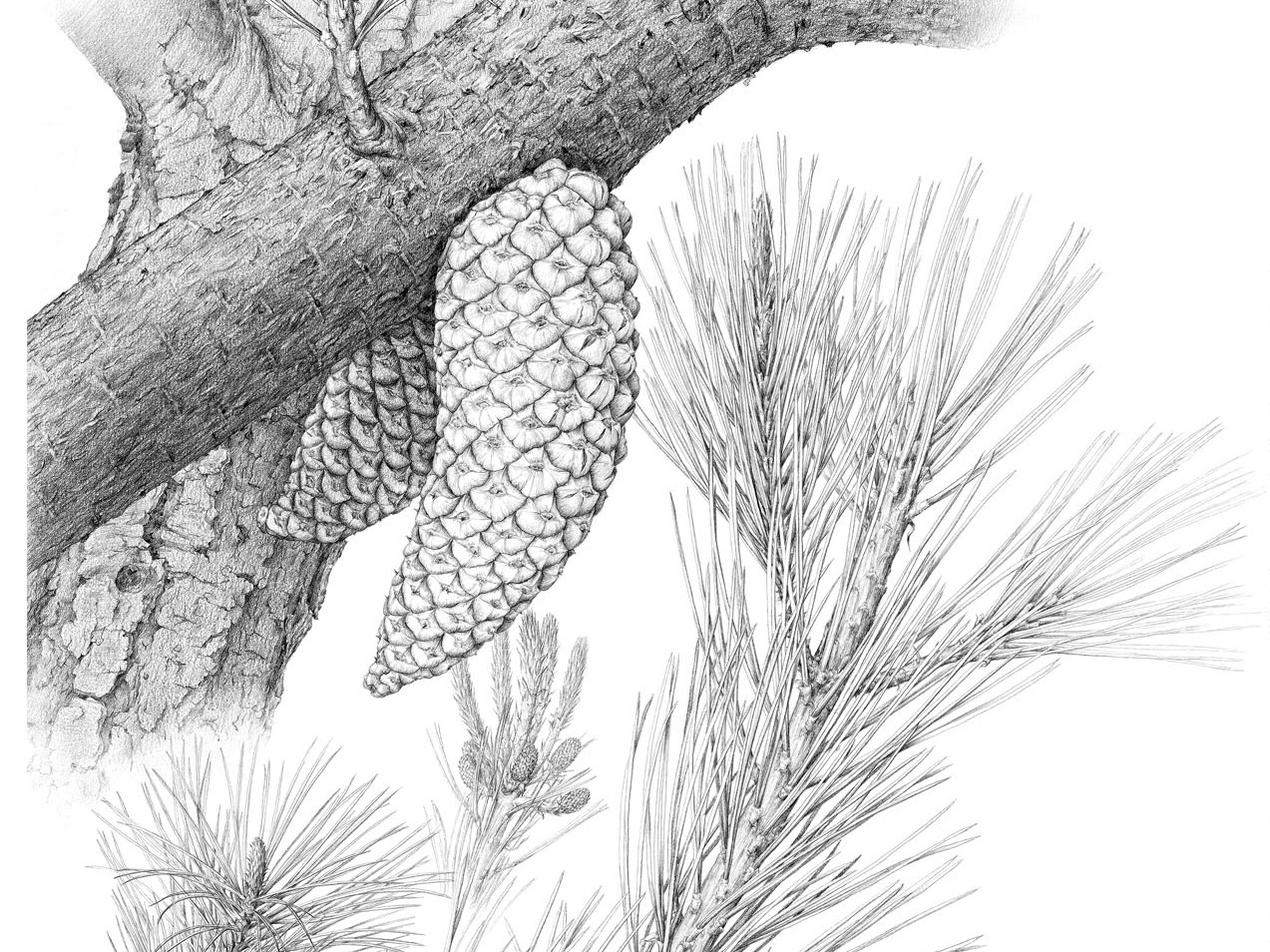 Pinus greggii 格雷格松_寻山追水-站酷ZCOOL