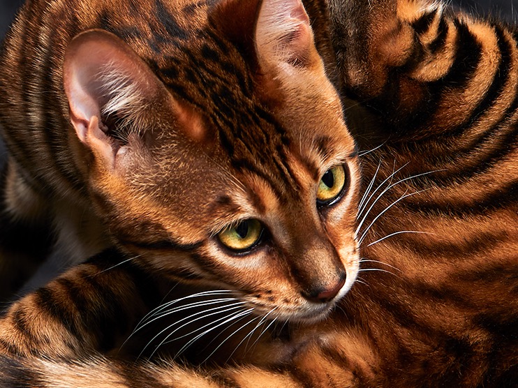 toyger cat_spyzoo-站酷ZCOOL