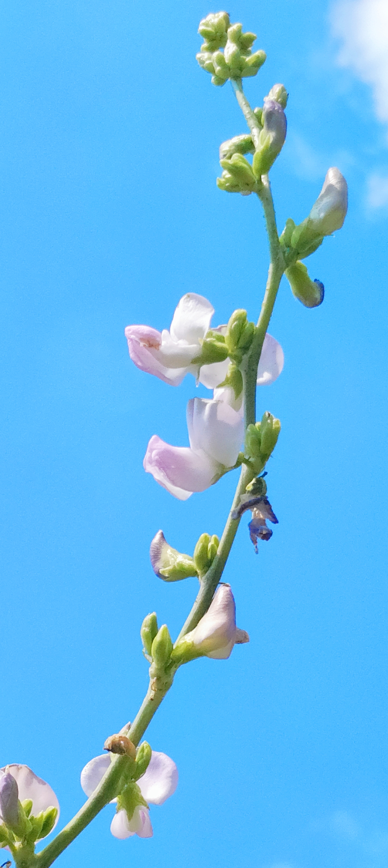 花_spot2-站酷ZCOOL