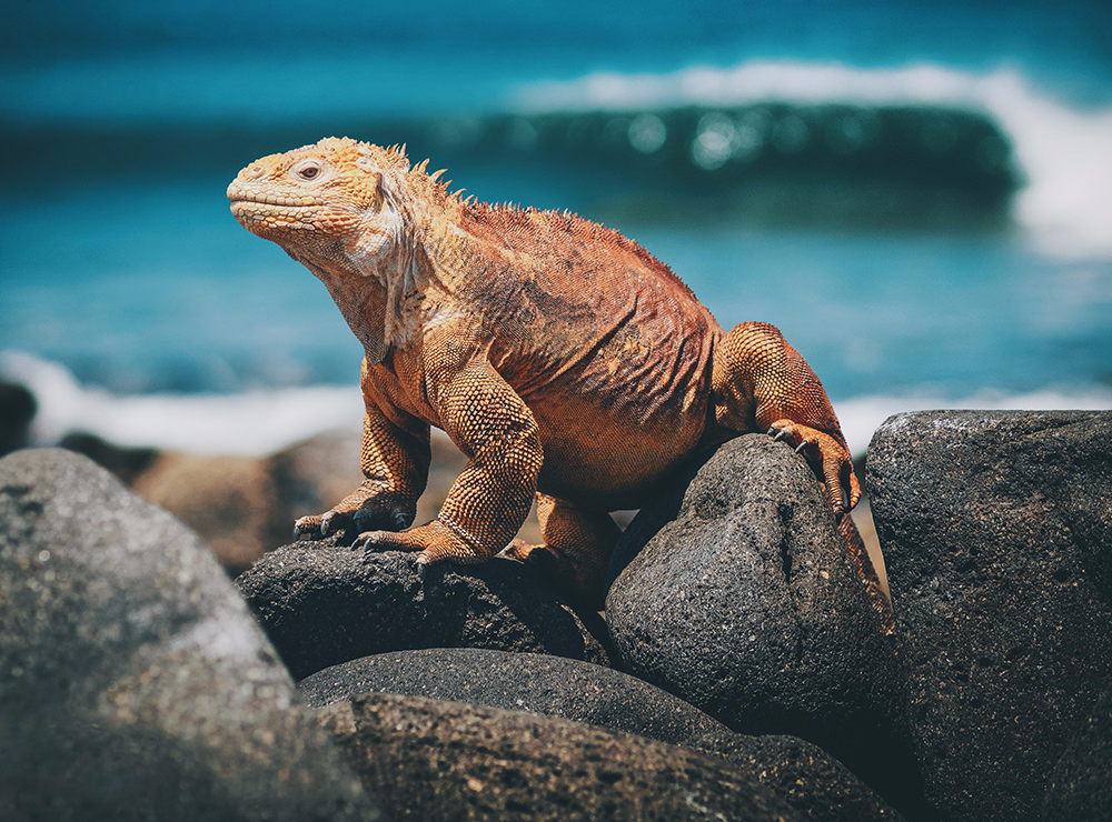 lr的预设怎么导出怎么制作lr预设_陌鱼喜糖-站酷ZCOOL