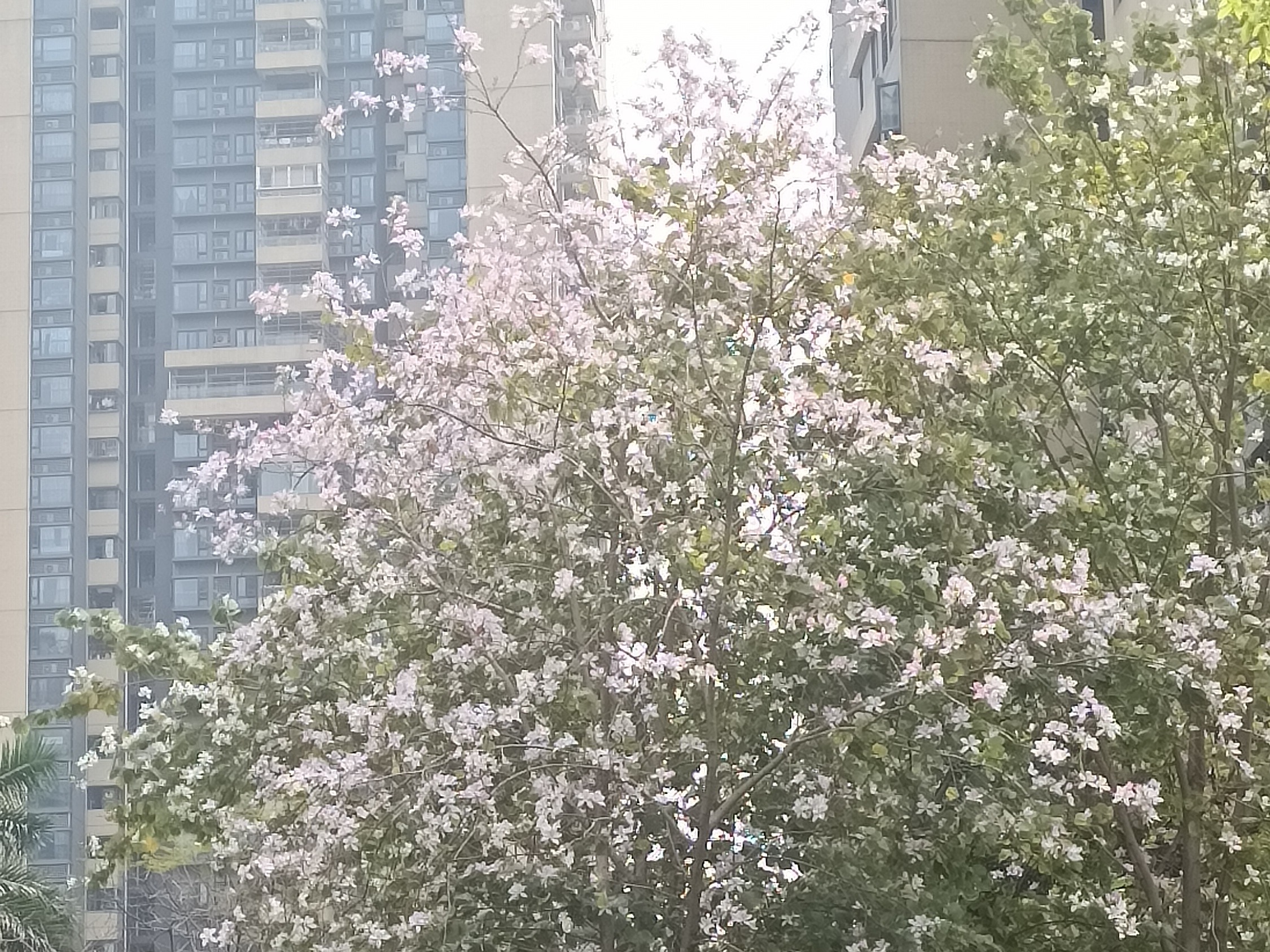 公司门口的花花_juey02-站酷ZCOOL