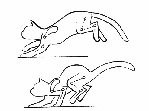 猫咪奔跑的轨迹_Zora_Hao-站酷ZCOOL