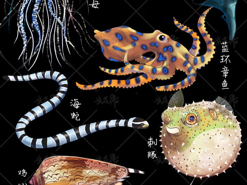 手绘海洋生物系列_武花果-站酷ZCOOL