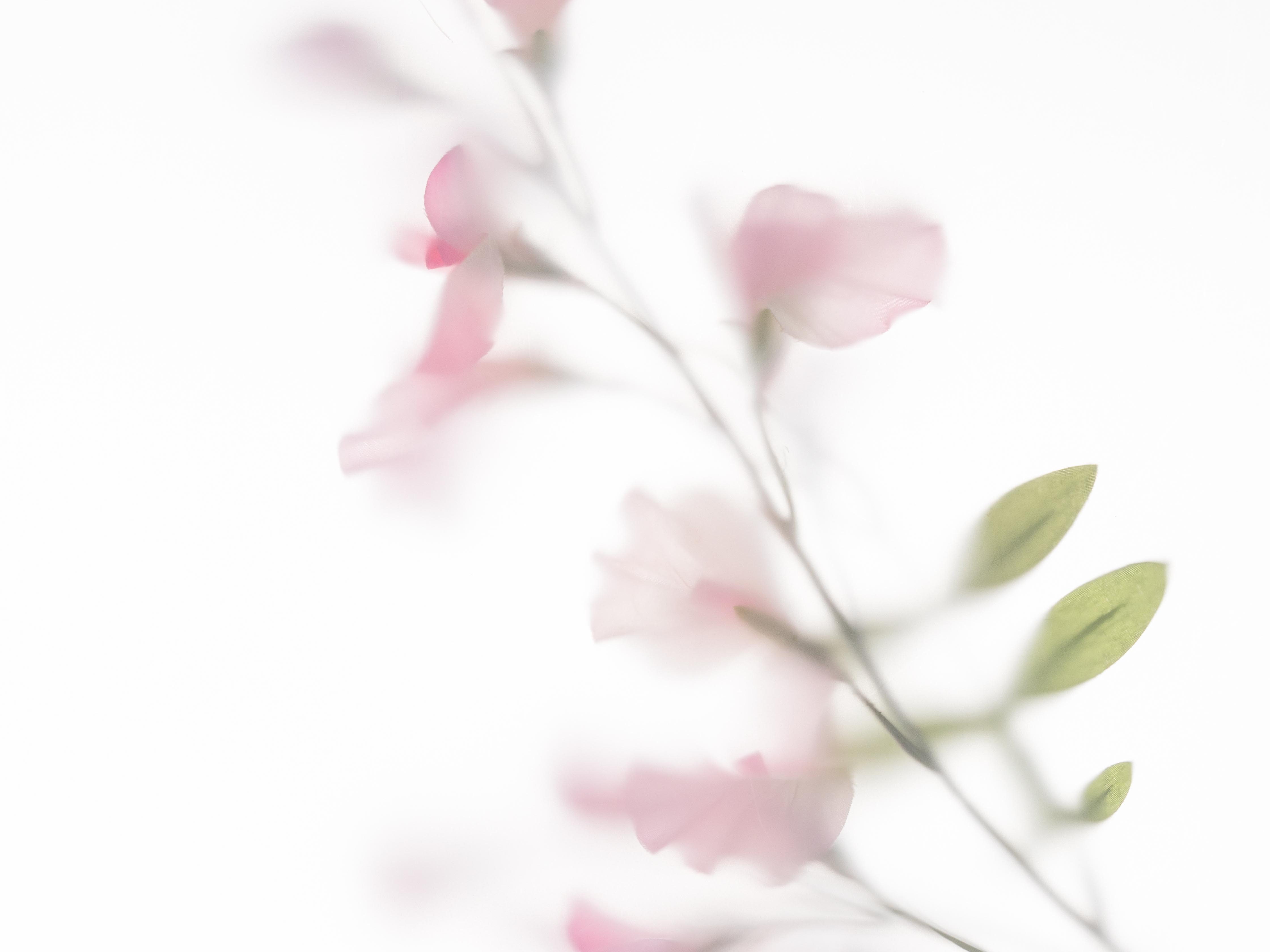 花卉_1874HAHA-站酷ZCOOL