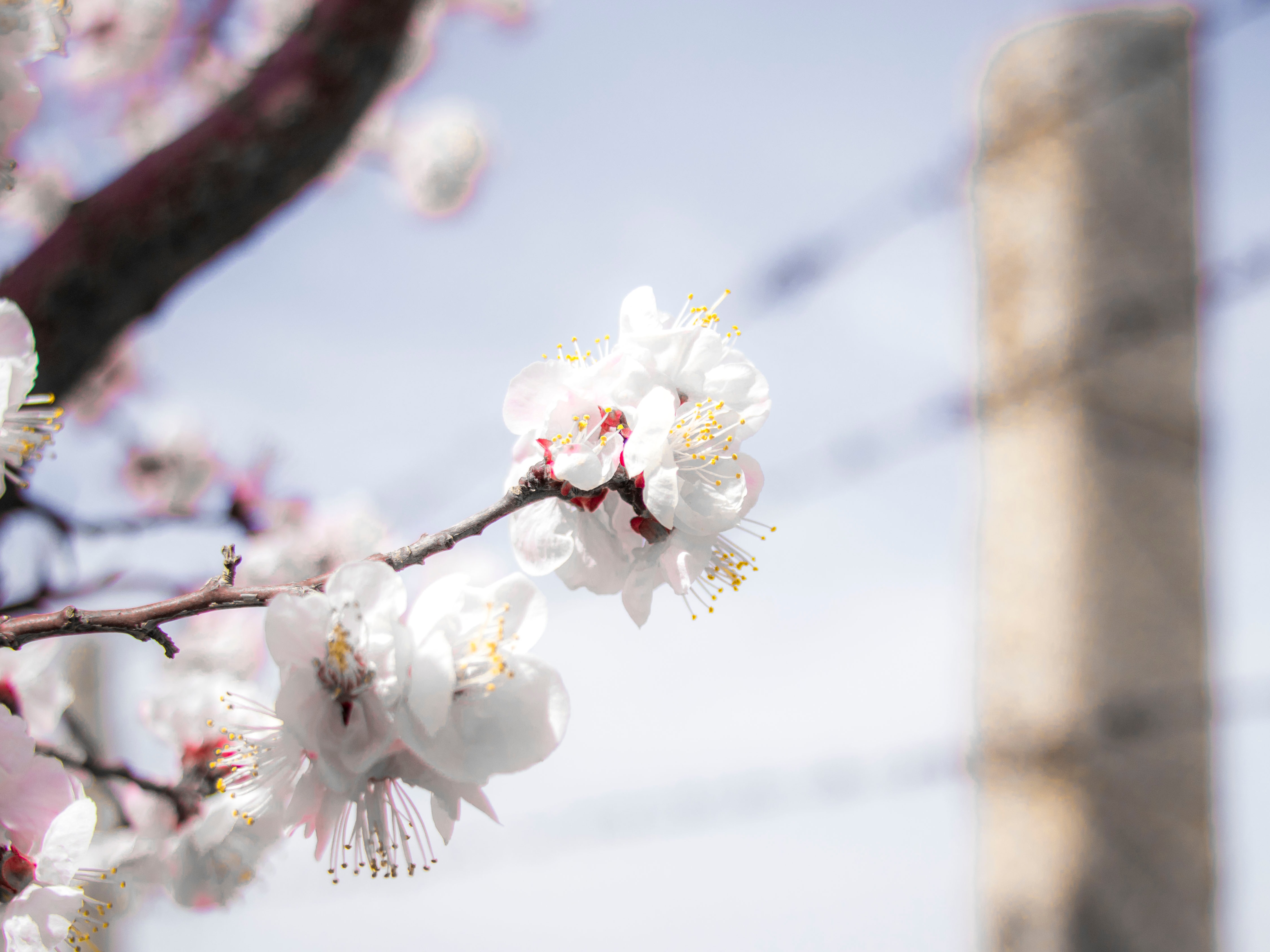 一片小桃林~_Tol去发现美-站酷ZCOOL