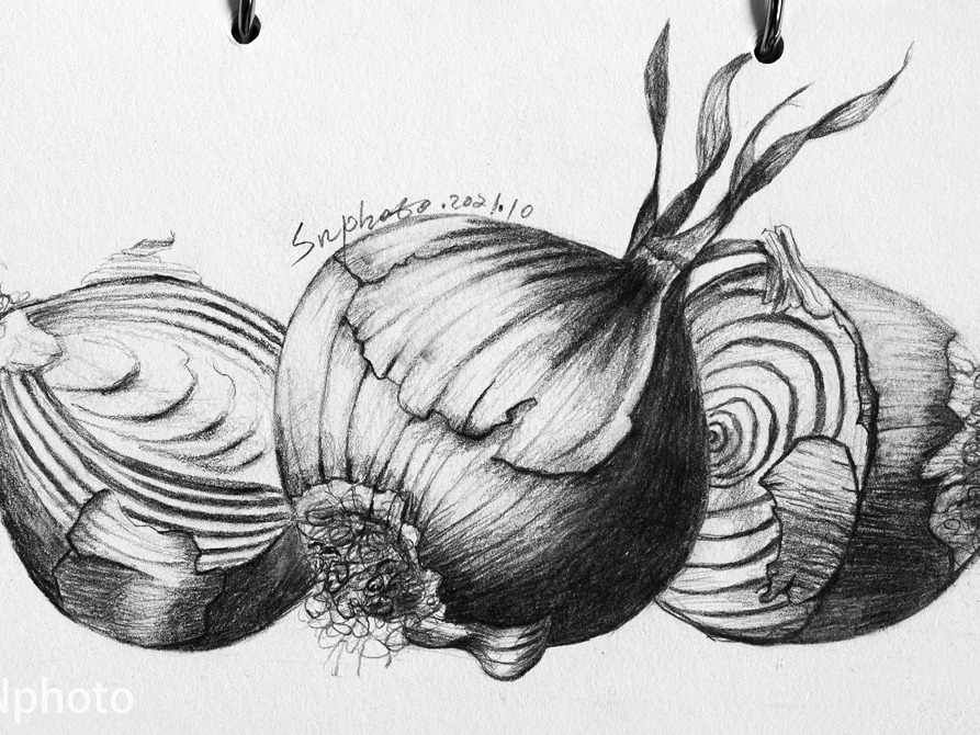 素描洋葱组合_SNphoto-站酷ZCOOL