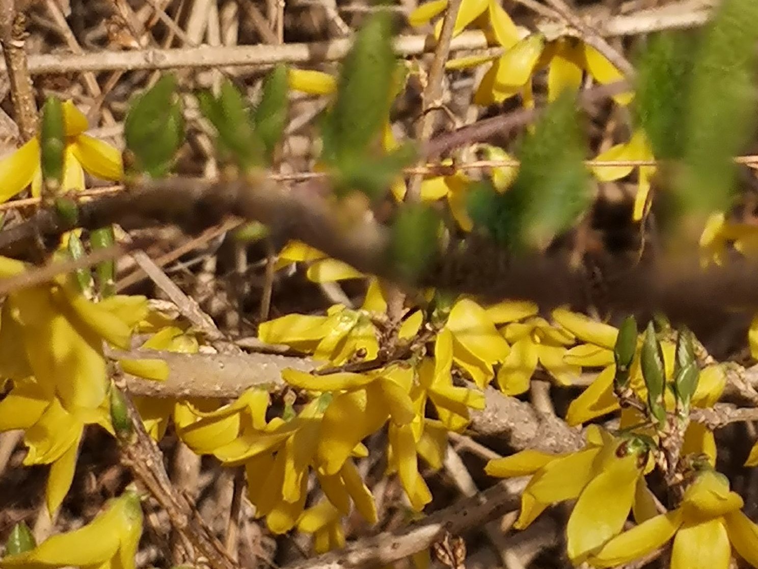 百花之中一点绿_Z706704844-站酷ZCOOL