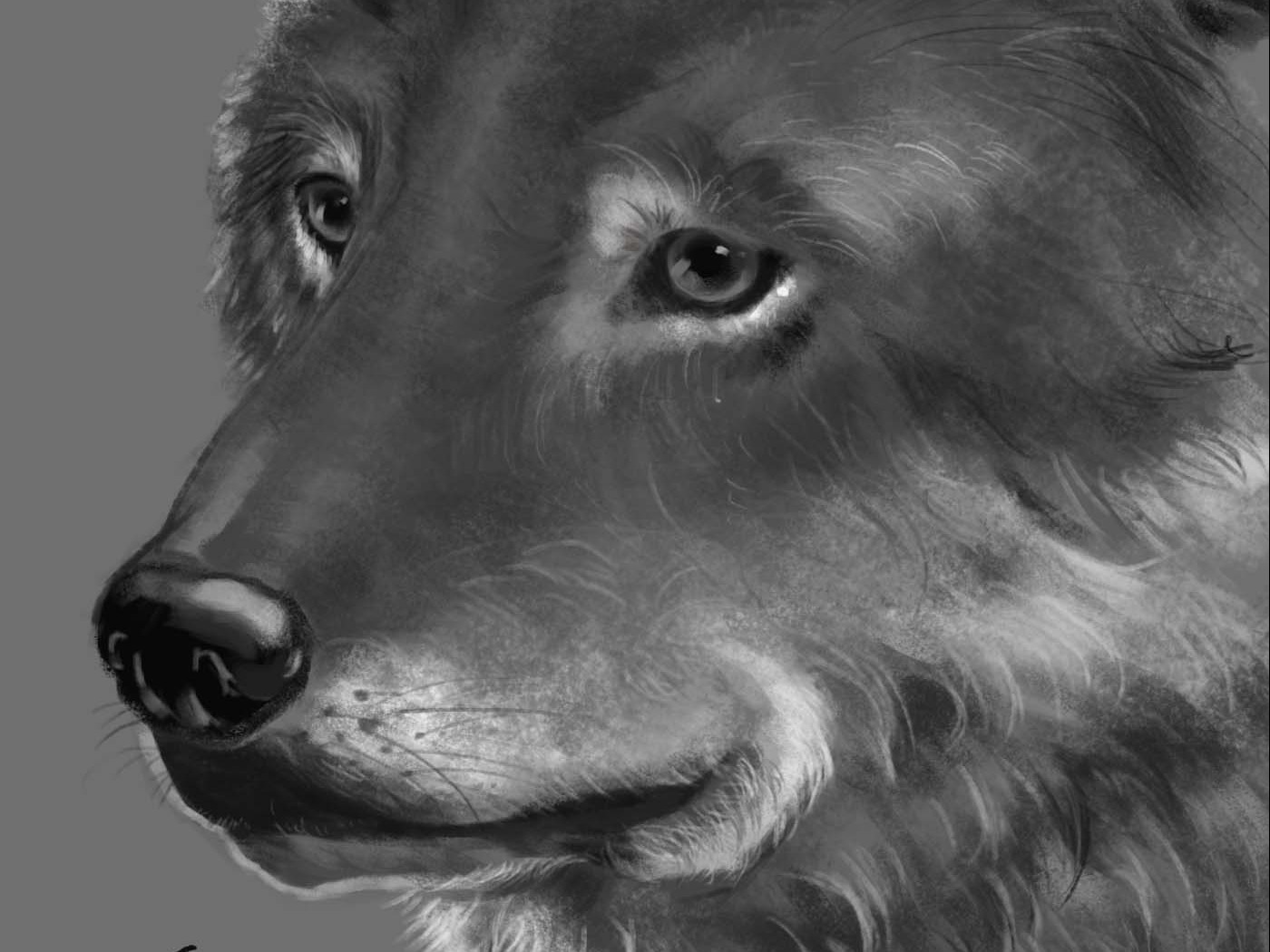 灰狼_solloner-站酷ZCOOL