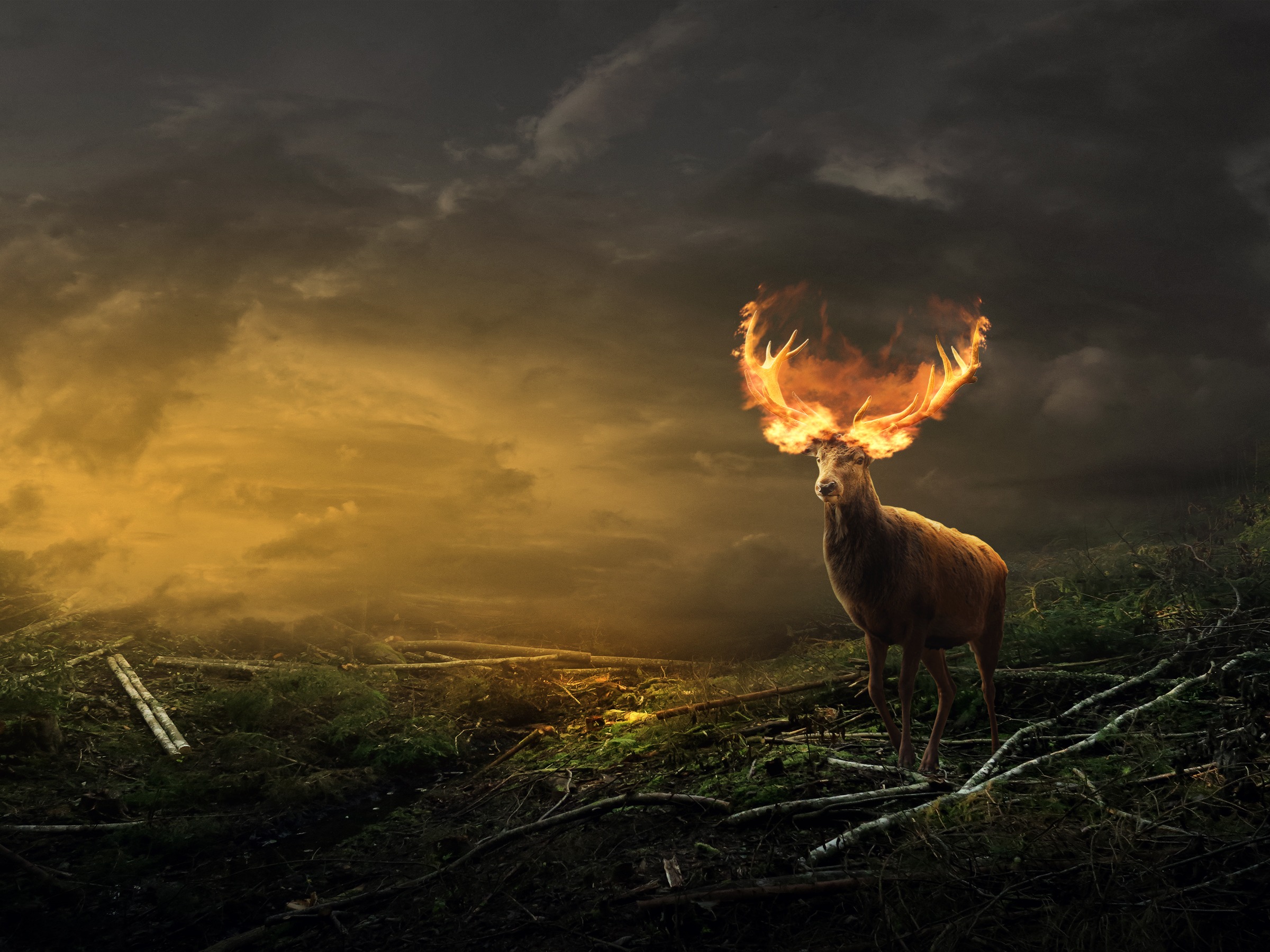 昂扬的燃烧_baizer-站酷ZCOOL