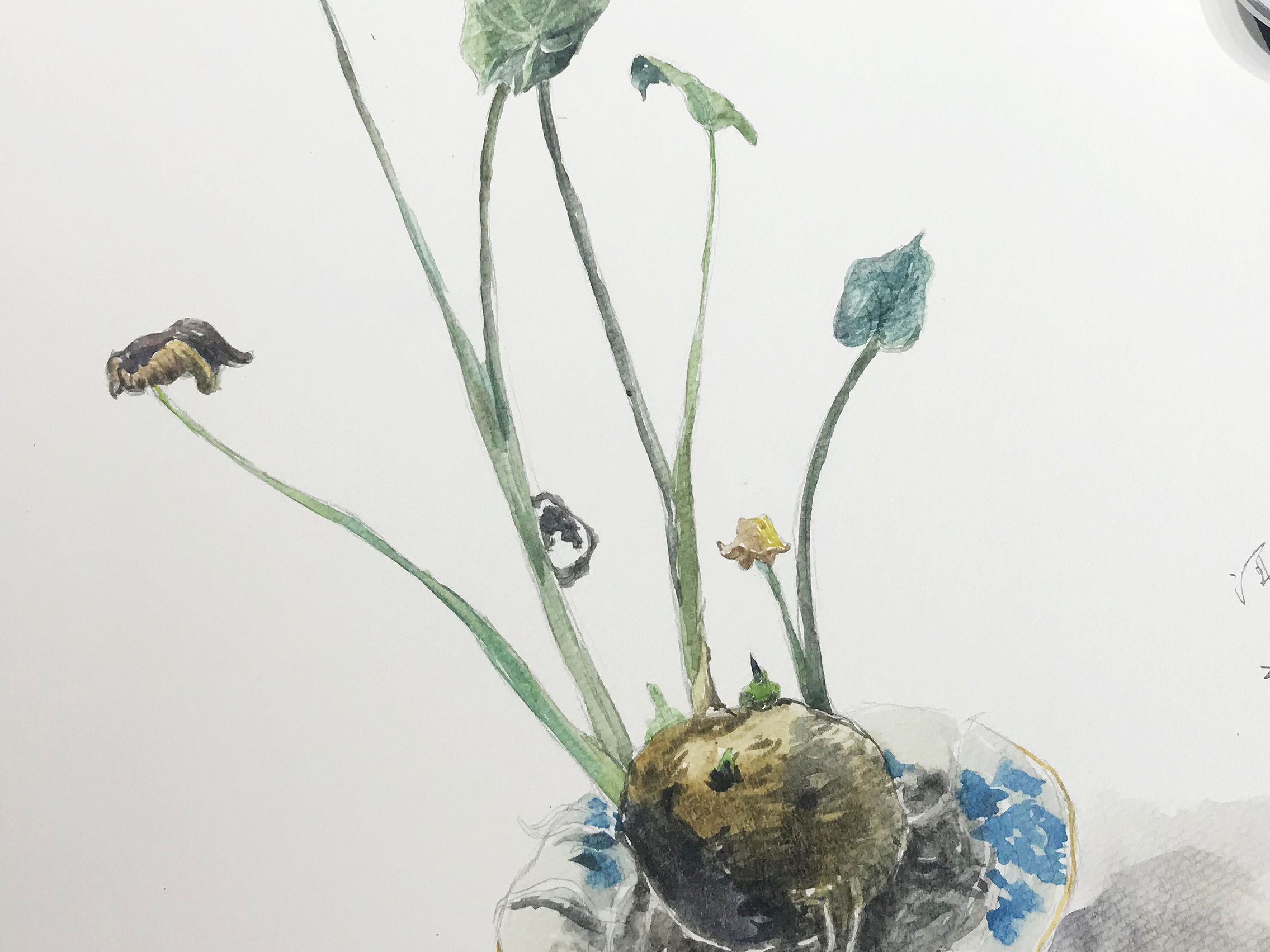 芋头先生_巨鲸绘神-站酷ZCOOL