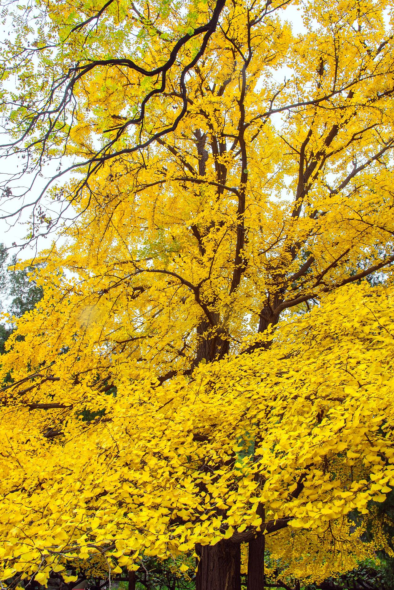 北京香山的秋天_ychsth-站酷ZCOOL