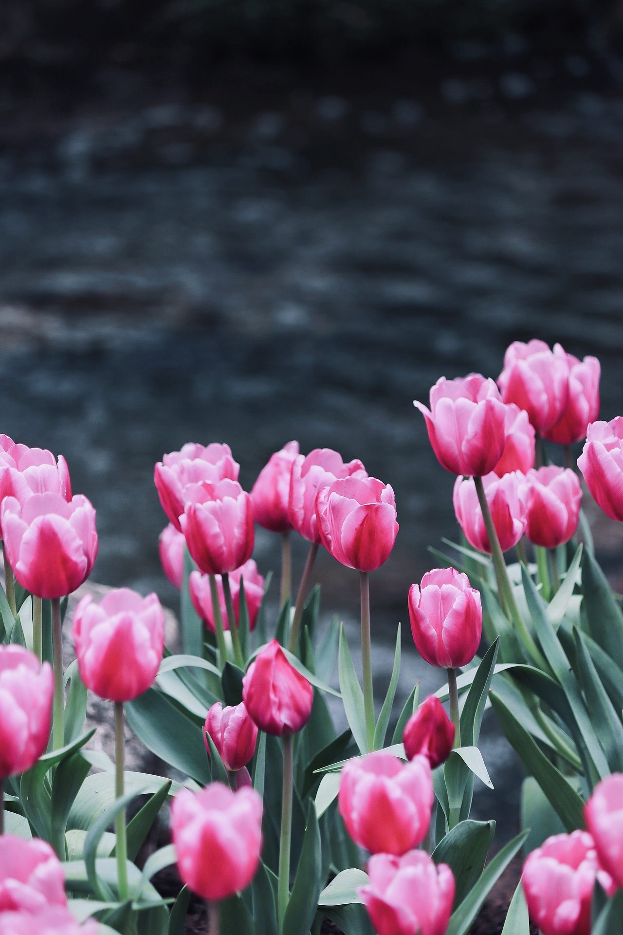 花城廣州 • 立春_JSky_猫-站酷ZCOOL