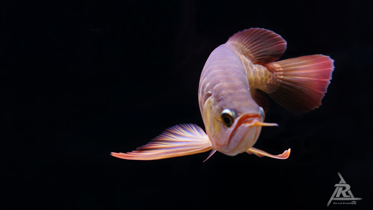 龙鱼_御光摄影-站酷ZCOOL