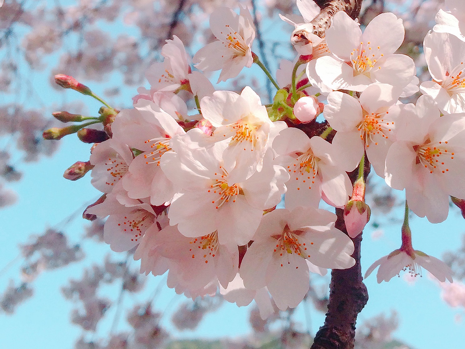 春日_RainCi-站酷ZCOOL