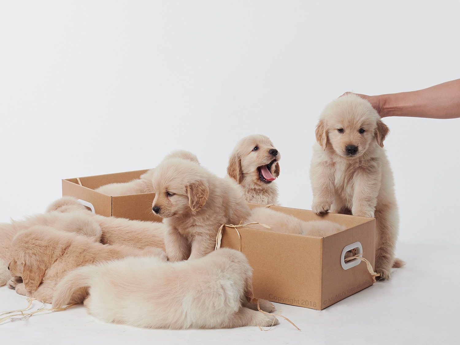 金毛puppy_穆牧影像-站酷ZCOOL