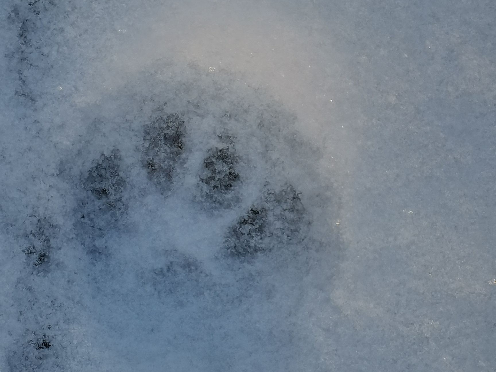 倾城雪_青衫微冷-站酷ZCOOL