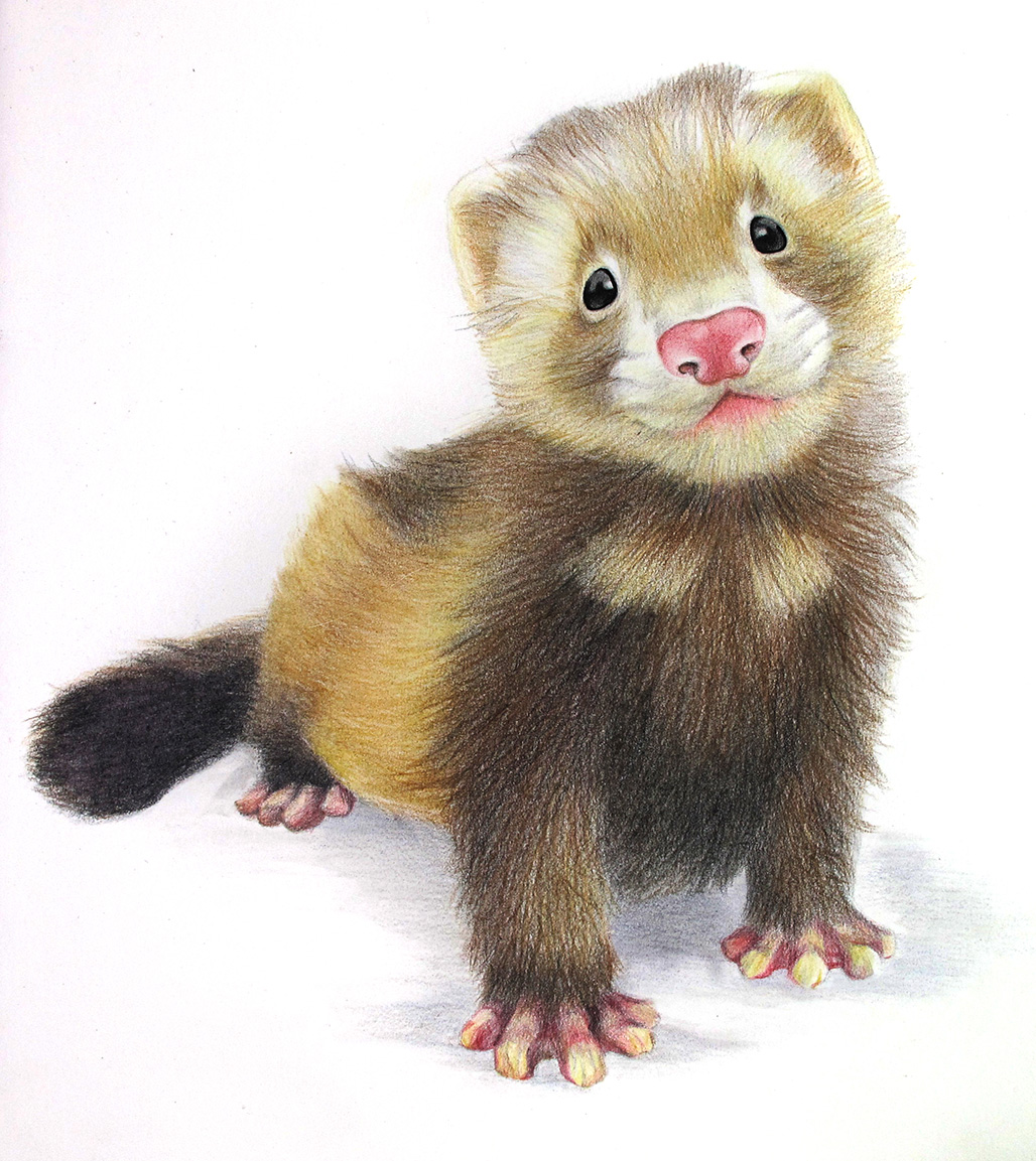 彩色铅笔画步骤教程：雪貂的画法_特特日安-站酷ZCOOL