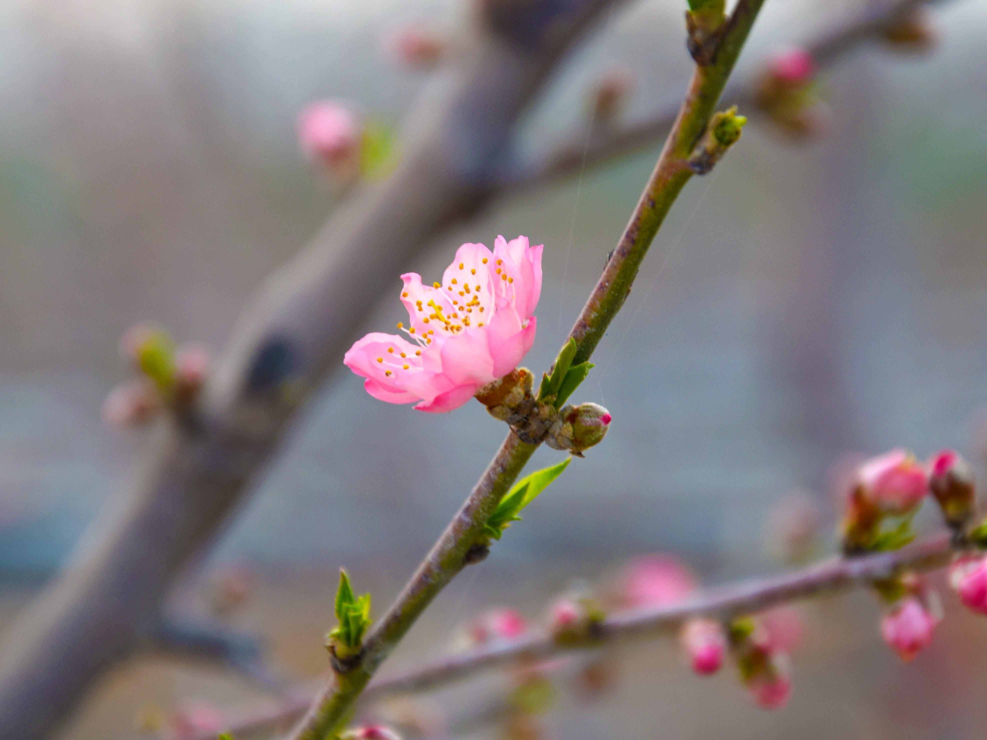 梨园&桃园_百事都可乐0502-站酷ZCOOL