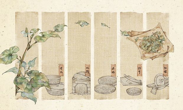 中草药文化插画绘本_huaY_-站酷ZCOOL
