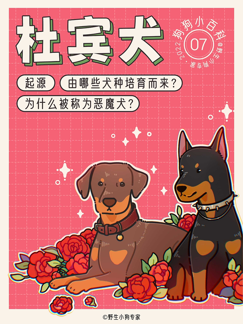 杜宾犬小百科 又酷又萌的恶魔犬_北北北辰beichen-站酷ZCOOL