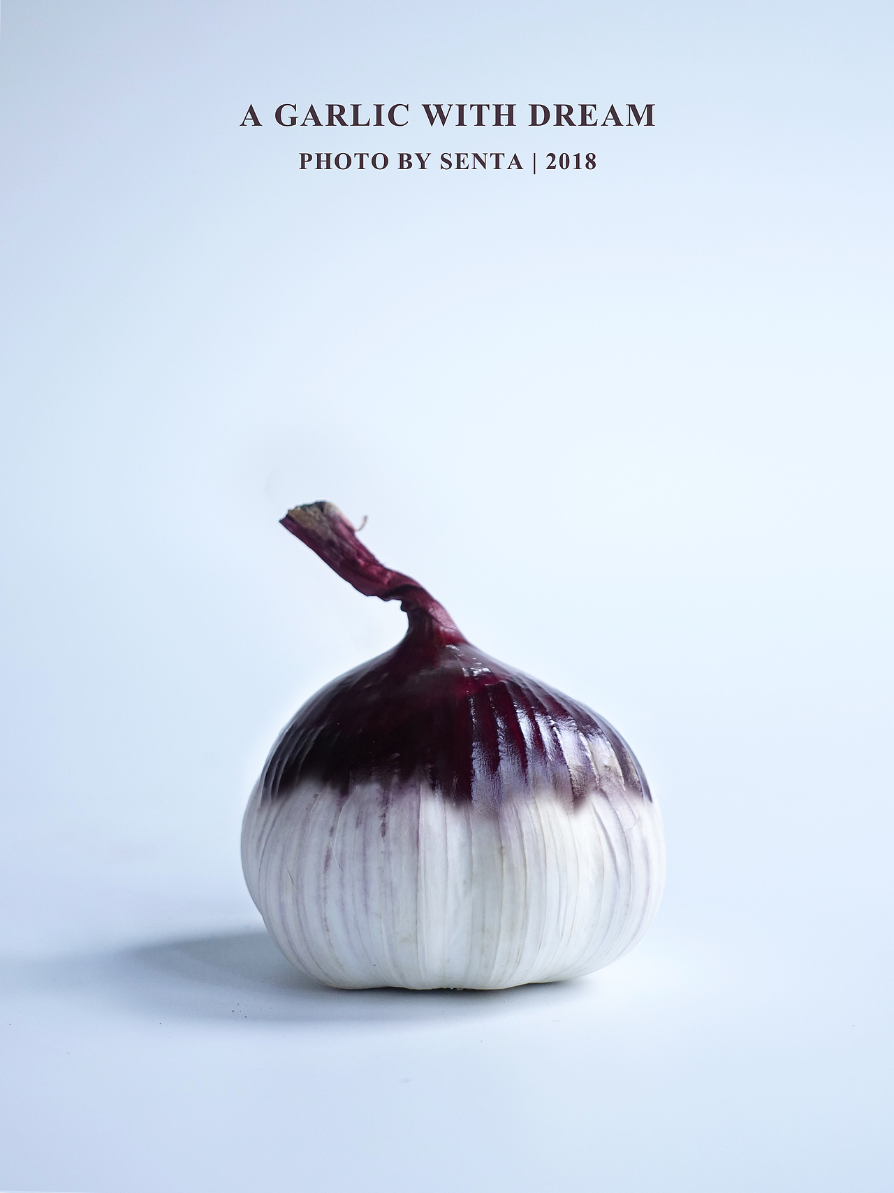 静物摄影-洋葱蒜头_Senta-站酷ZCOOL