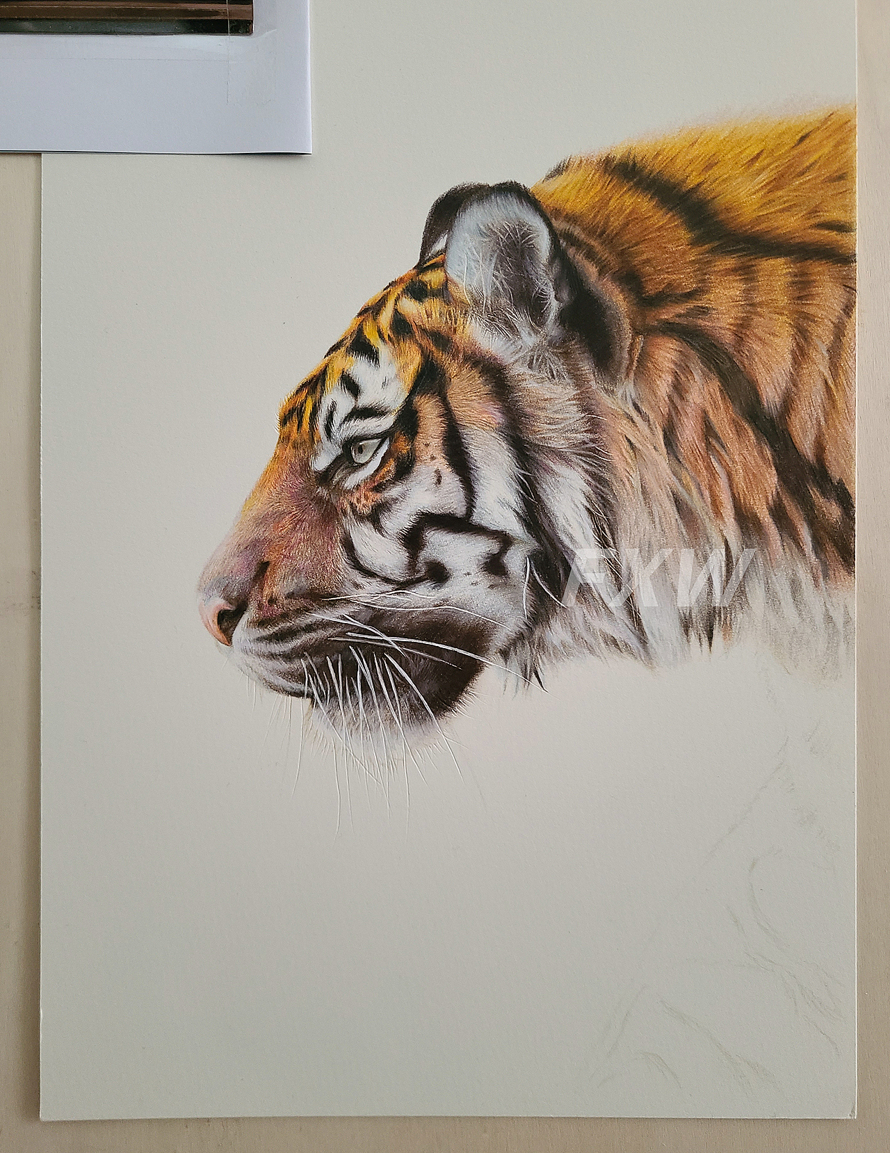 彩铅画《虎》_樊晓闻xiaoW-站酷ZCOOL
