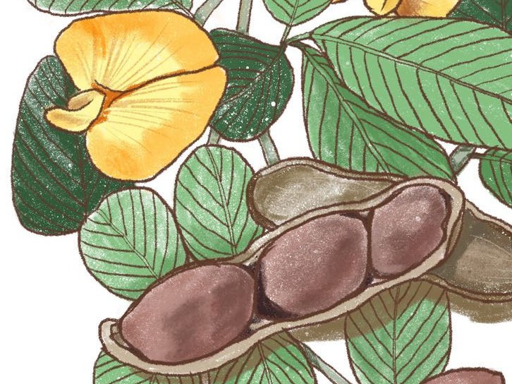 植物_Angela_Jia-站酷ZCOOL