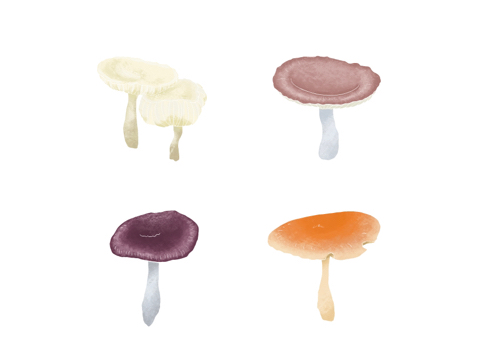 自然的神奇_晋鑫宇Rae-站酷ZCOOL