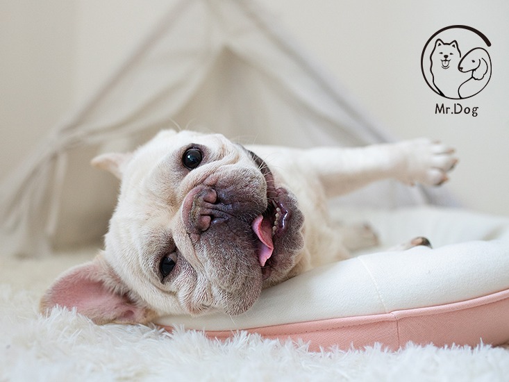 Mr.Dog宠物店标志设计_轻范儿品牌定制-站酷ZCOOL