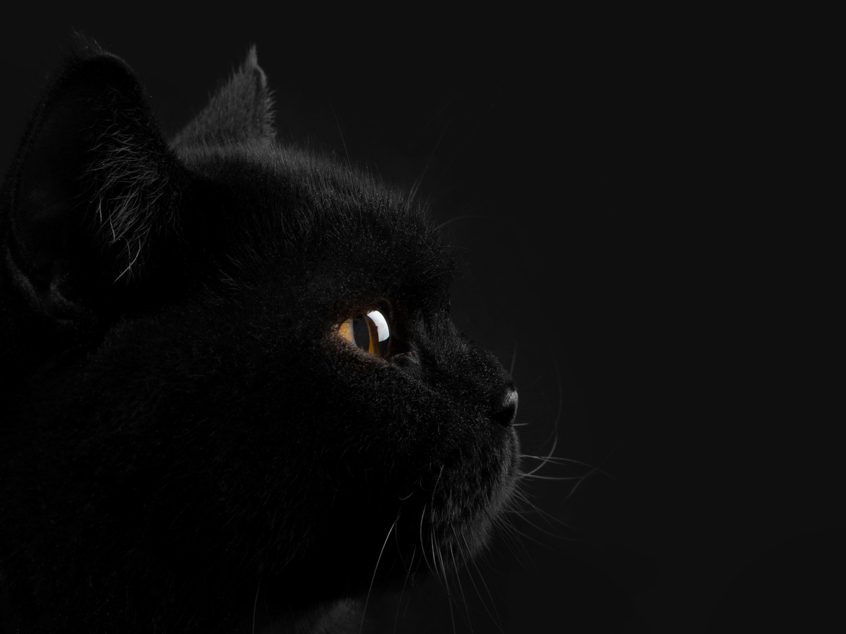 【動物照相館】黑貓 _温文尔雅GJ-站酷ZCOOL